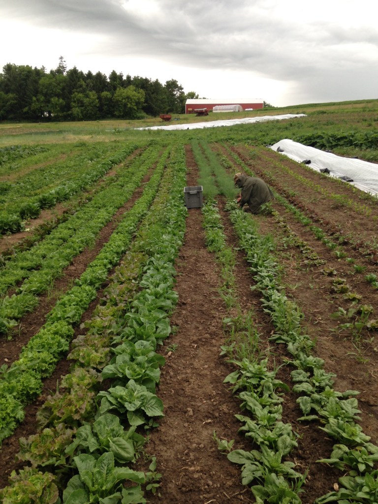 What’s Good on the Farm? + RECIPE: Massaged Kale Salad with Roasted ...