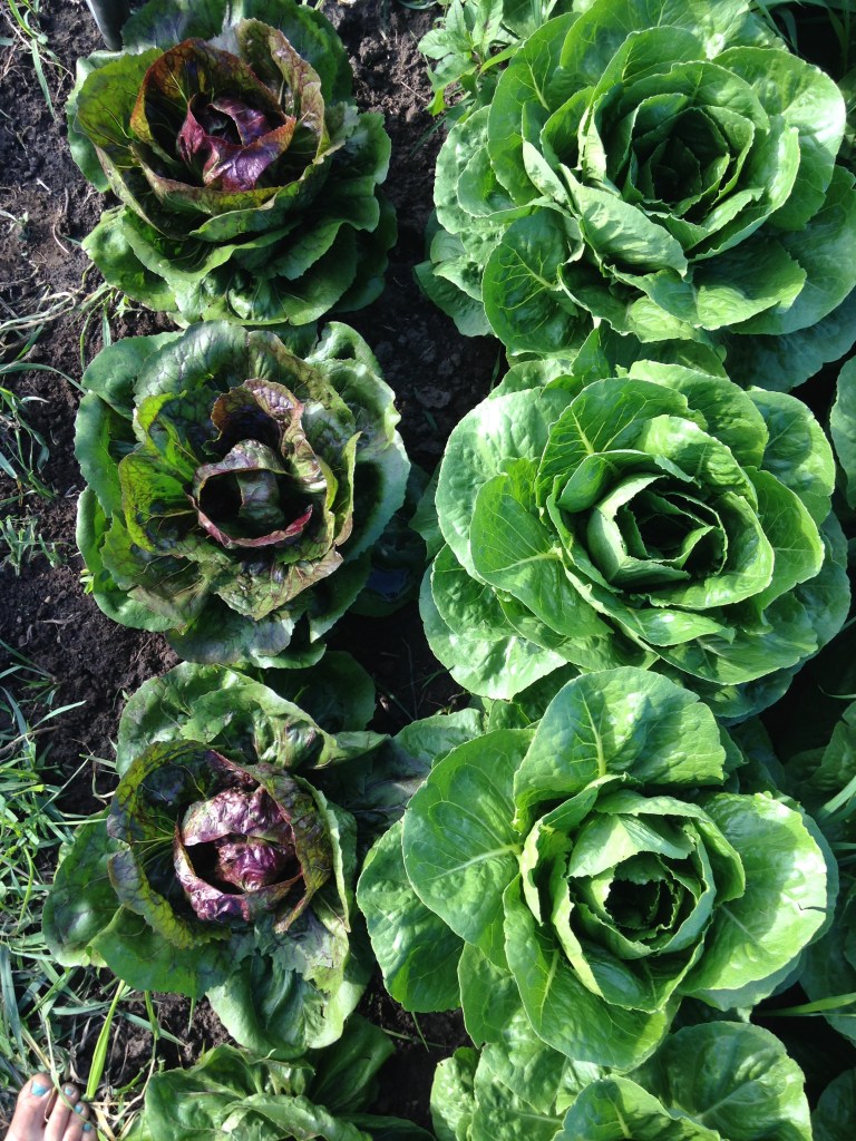 Cabbage Love + RECIPE: Cabbage & Snow Pea Rice Bowl with Warm Coconut ...