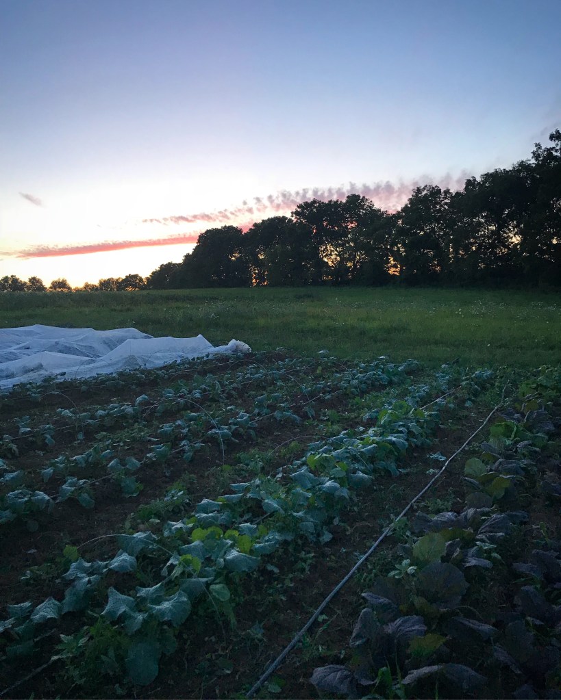 Storage Crops + RECIPE: Late Summer Green Bean Salad – The Leek & The ...